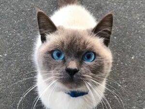 シャム猫ミックスの性格はシャム猫と同じ?全12種類の性格も解説! - キャットフードの神様